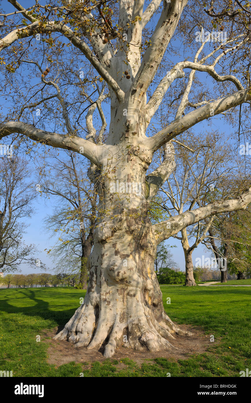 Platane tree hi-res stock photography and images - Alamy