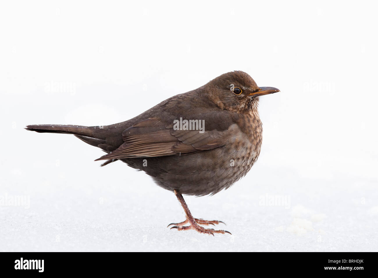 Female Common Blackbird Stock Photo - Alamy