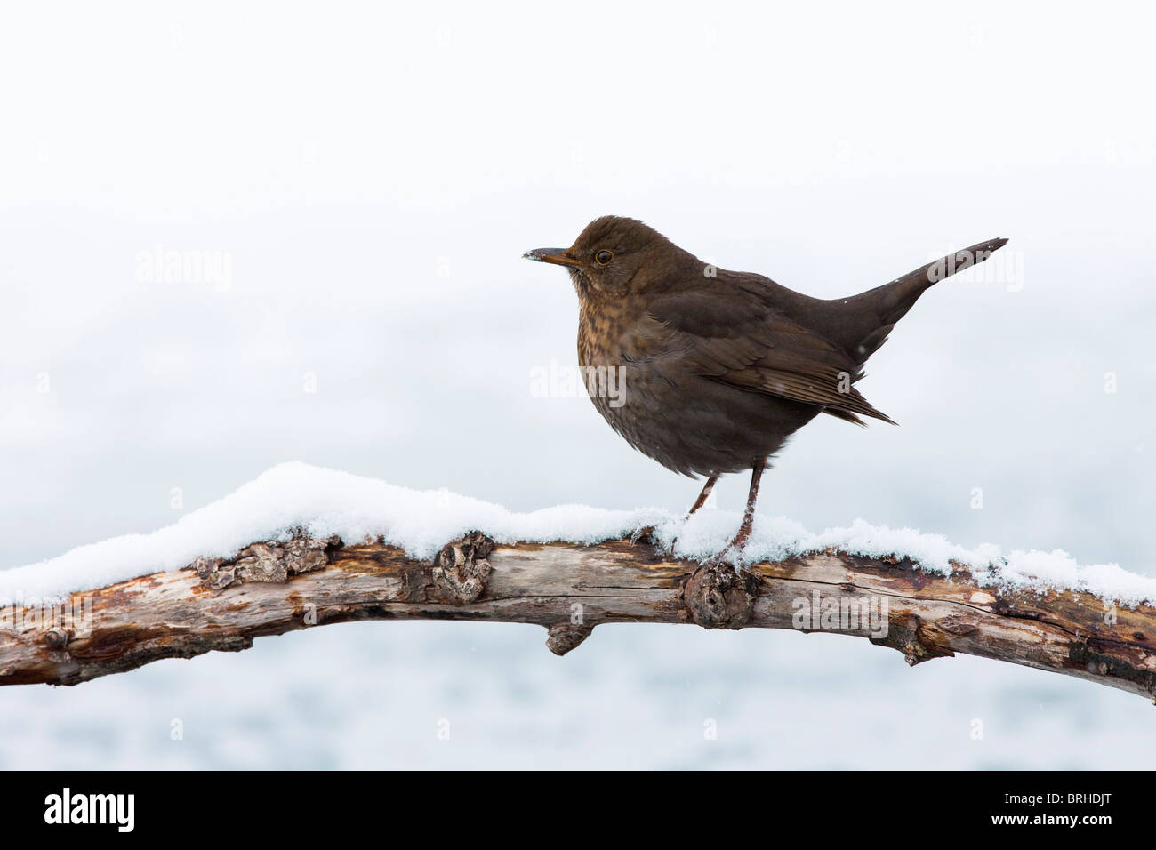 Female blackbird in profile hi-res stock photography and images - Alamy