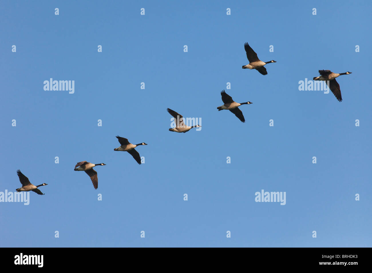 Geese Flying Blue Sky High Resolution Stock Photography and Images - Alamy