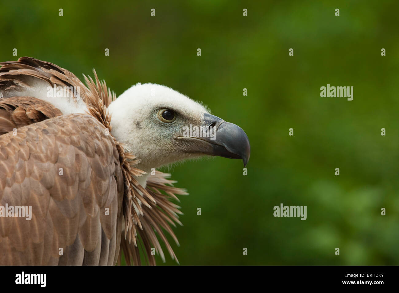 Vulture Side Face High Resolution Stock Photography and Images - Alamy