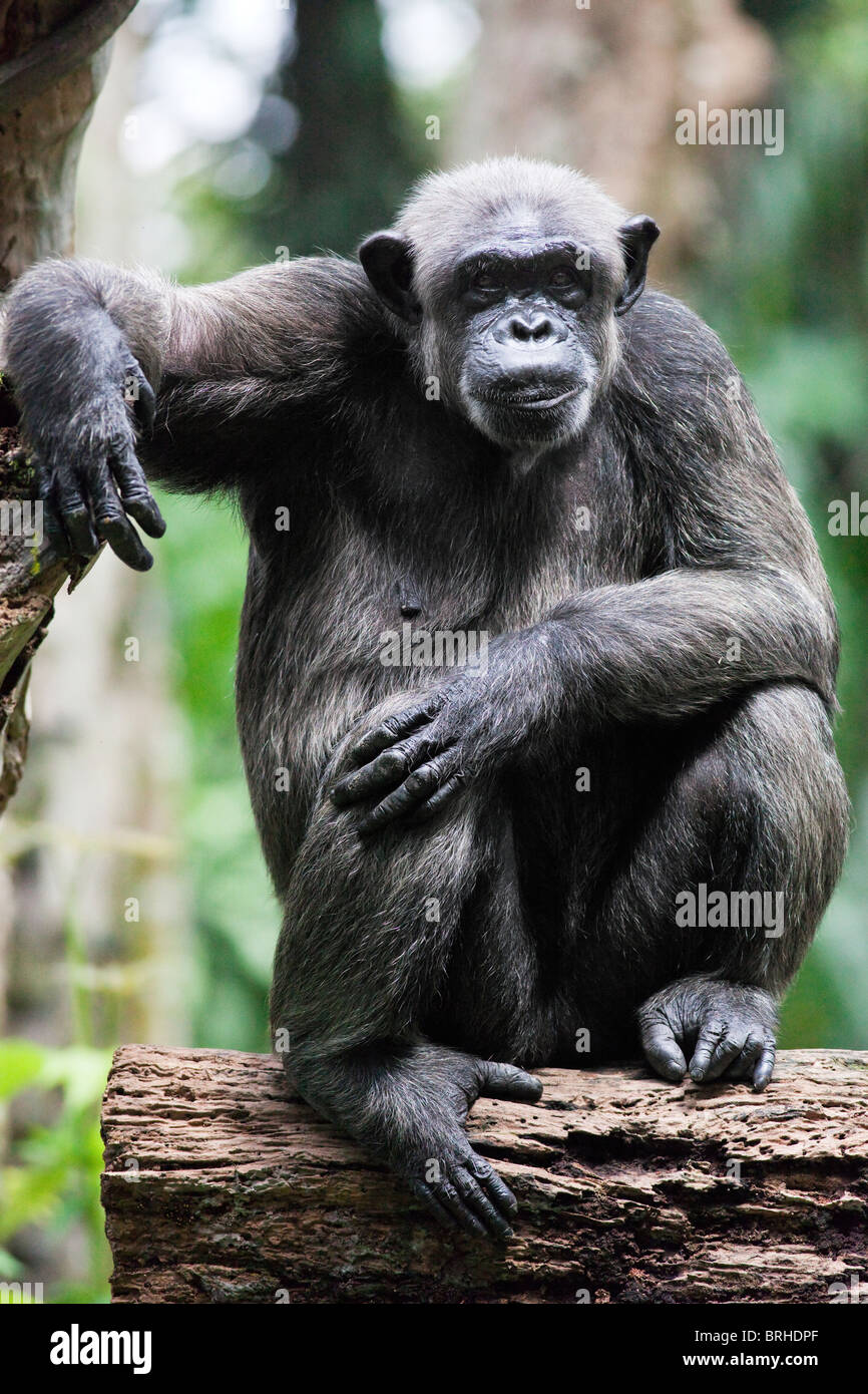 Portrait of a monkey Stock Photo - Alamy