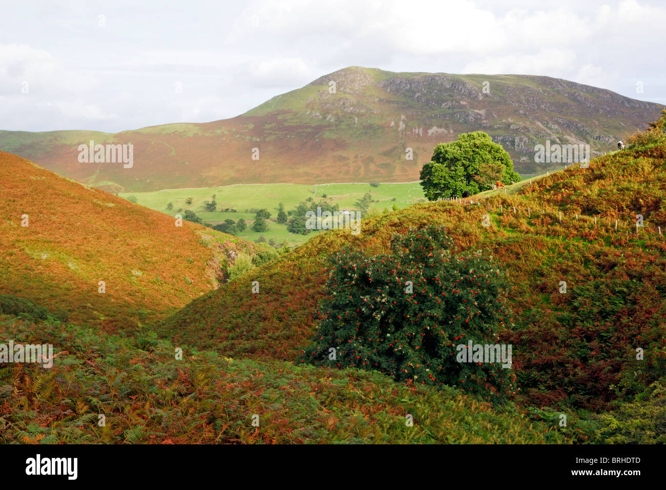 Looking over the Derwent Fells from Knott Rigg, Keskadale in the Lake ...
