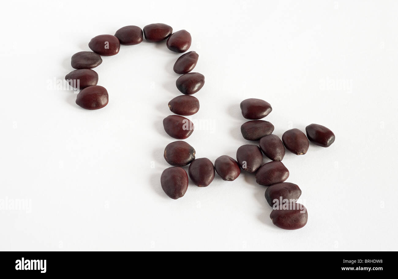 24 carob carat seeds hi-res stock photography and images - Alamy