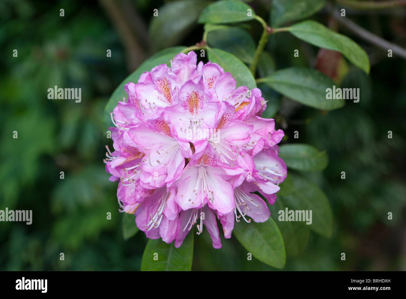 Woodland pink rhododendron hi-res stock photography and images - Alamy