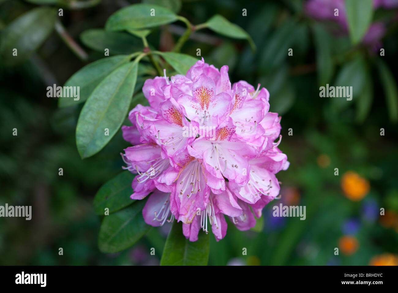 Pink rhododendron flower Stock Photo - Alamy