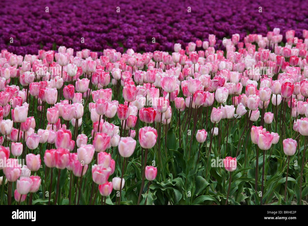 Ganders rhapsody hi-res stock photography and images - Alamy