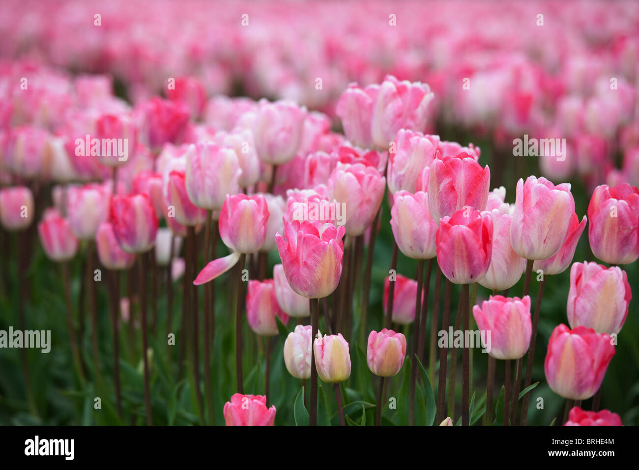 Ganders rhapsody hi-res stock photography and images - Alamy