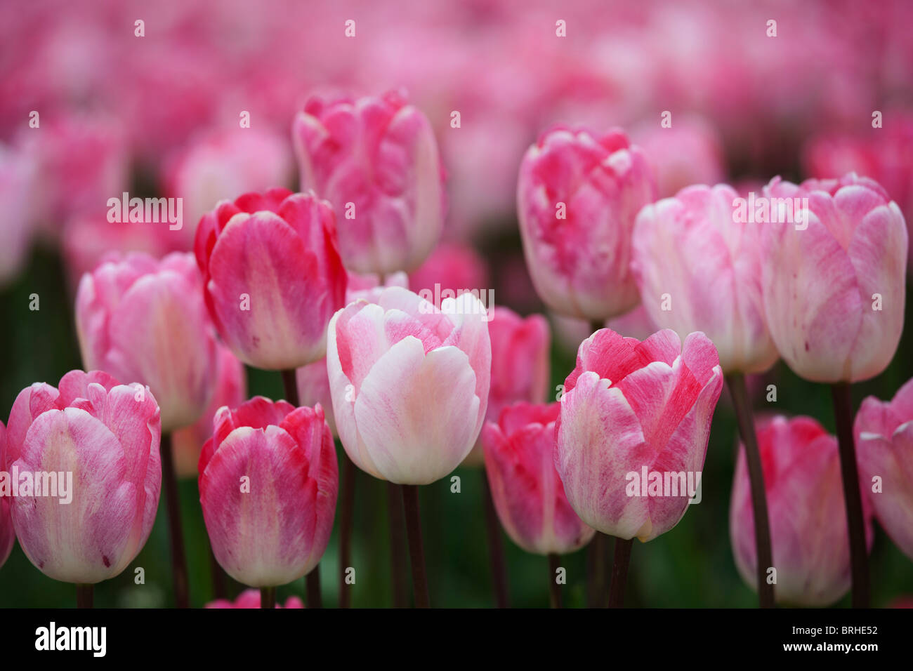 Ganders rhapsody hi-res stock photography and images - Alamy