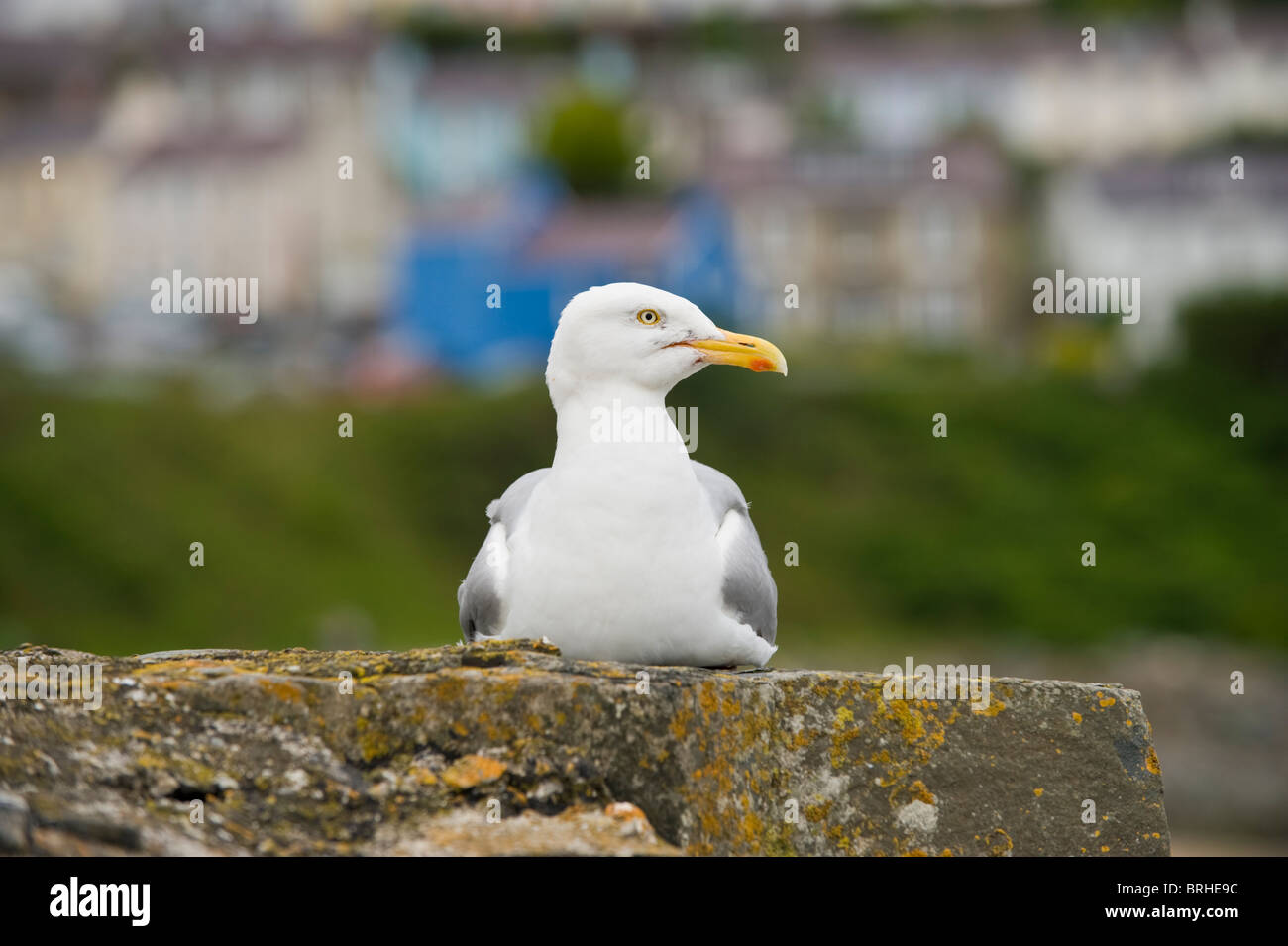 Seagull on harbour wall in the seaside holiday resort of New Quay ...