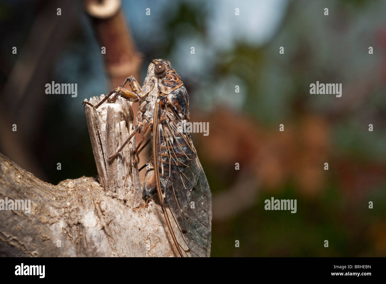 Grasshopper locust jar flies june hi-res stock photography and images ...