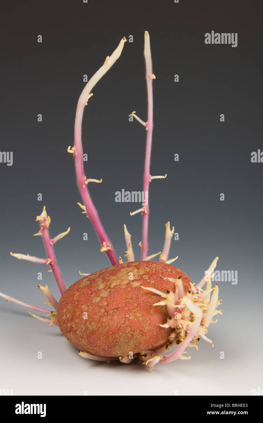 Rooster potato growing hi-res stock photography and images - Alamy