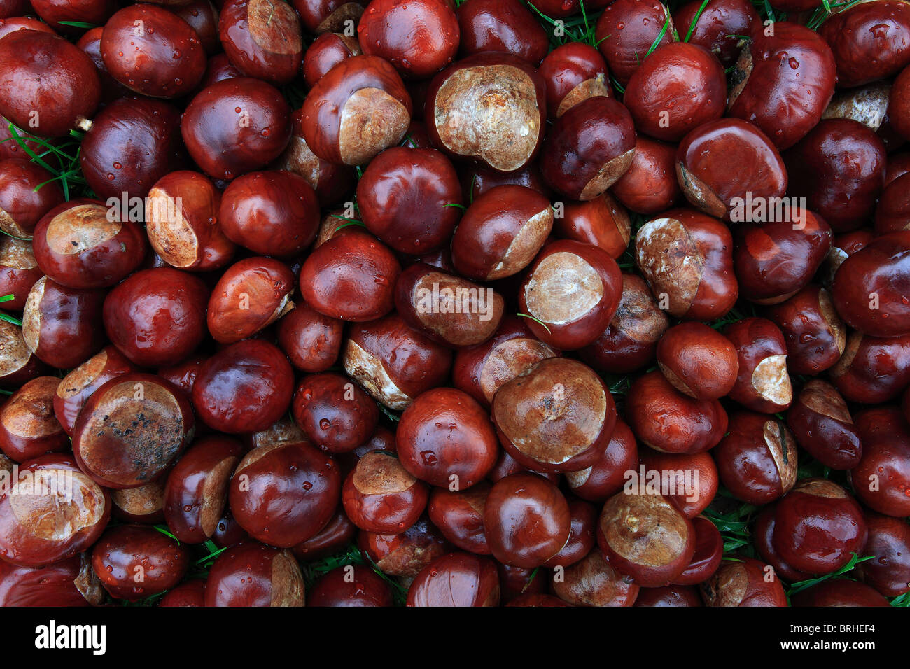 Conkers hi-res stock photography and images - Alamy