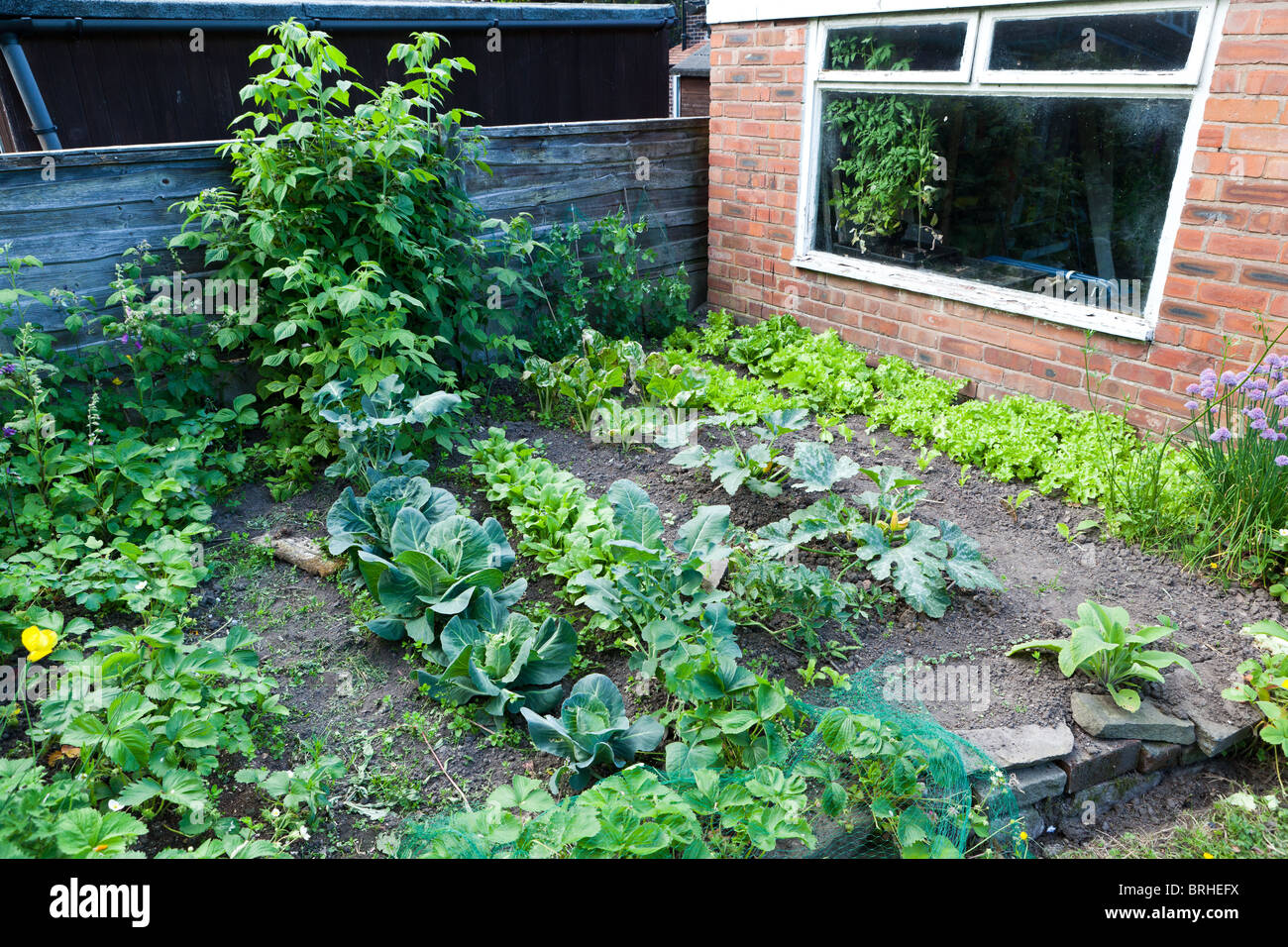 Vegetable patch in a back garden Stock Photo - Alamy