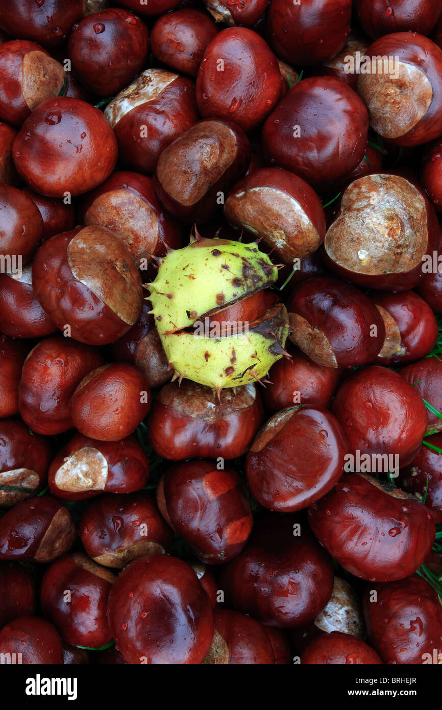 Close Up of Autumn Conkers from a Chestnut Tree Aesculus Hippocastanum ...