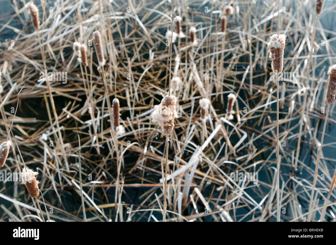 Bulrushes on a pond UK Stock Photo - Alamy