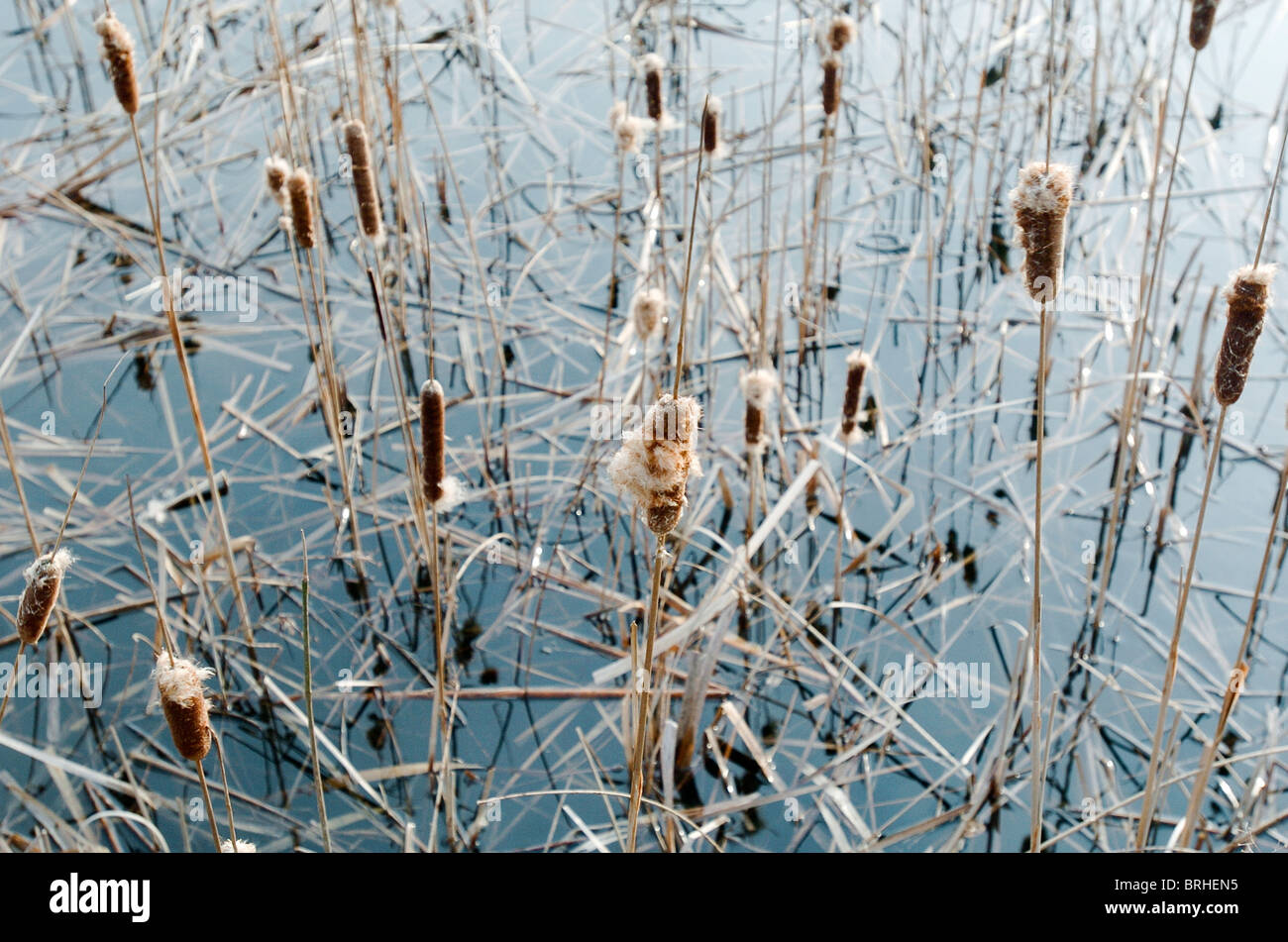 Bullrushes Uk High Resolution Stock Photography and Images - Alamy
