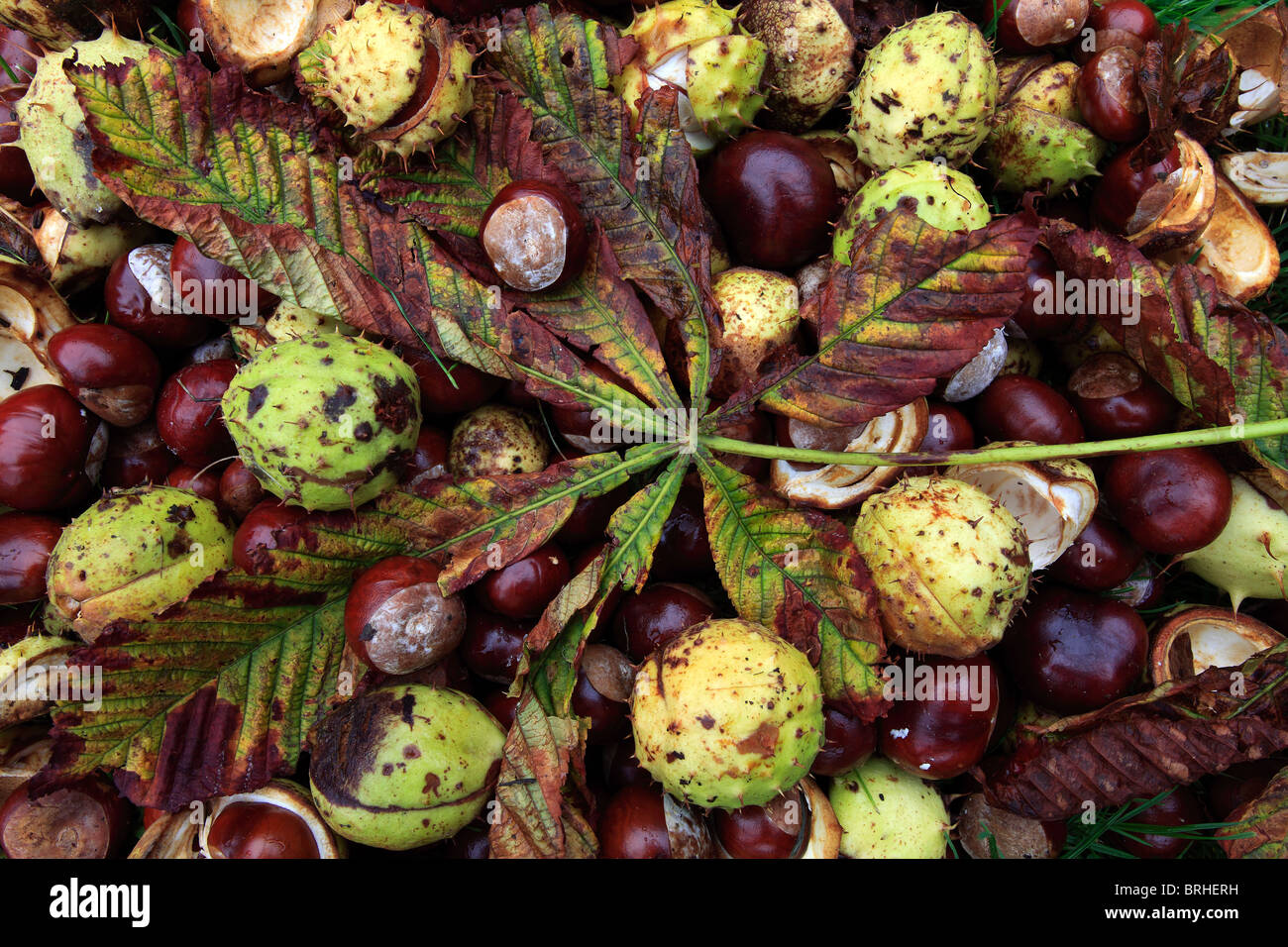 Close Up of Autumn Conkers from a Chestnut Tree Aesculus Hippocastanum ...