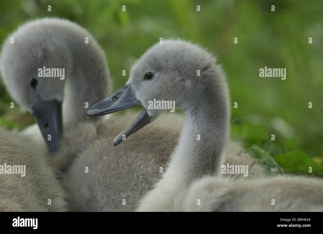 Cygnets two hi-res stock photography and images - Alamy