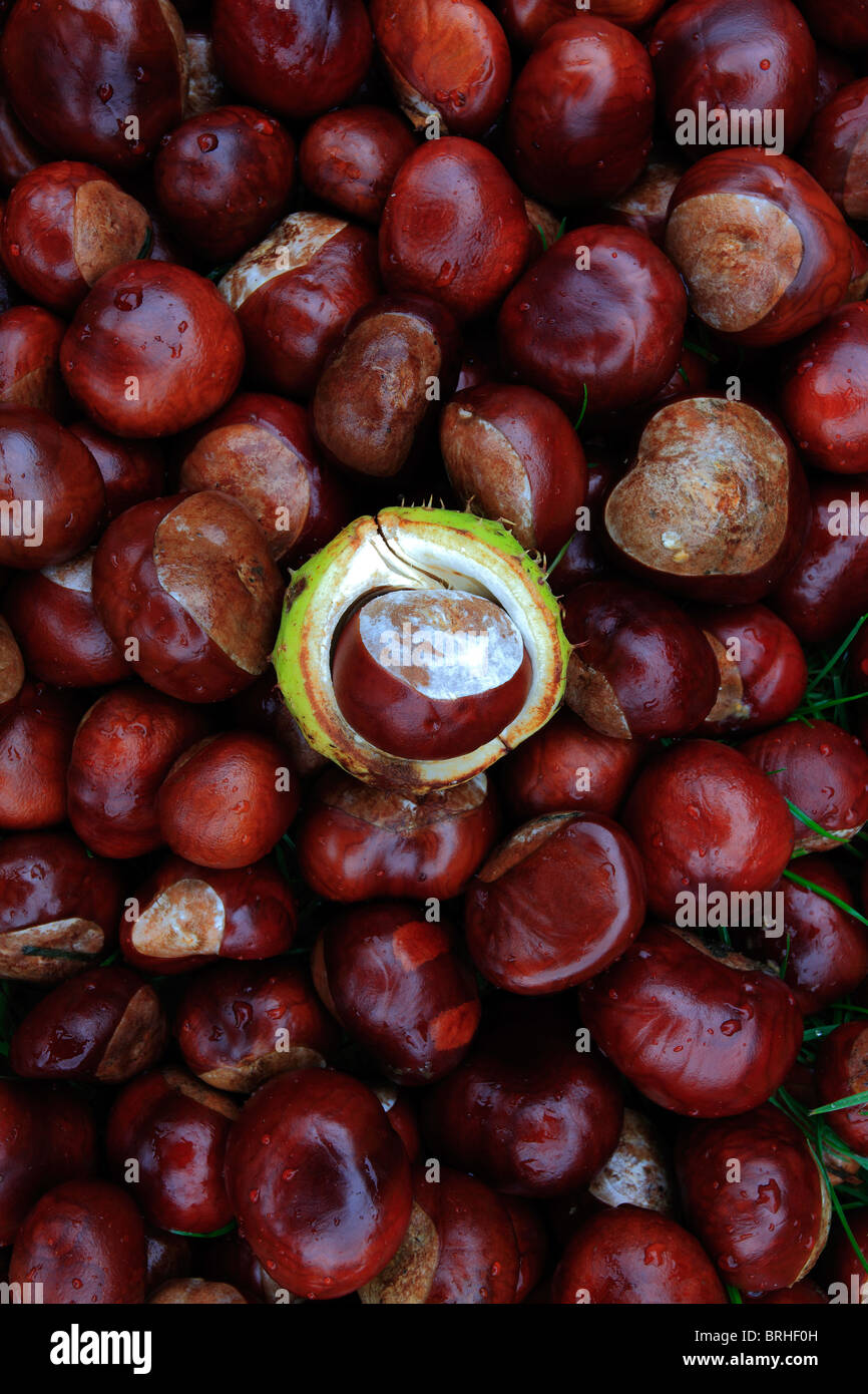 Close Up of Autumn Conkers from a Chestnut Tree Aesculus Hippocastanum ...