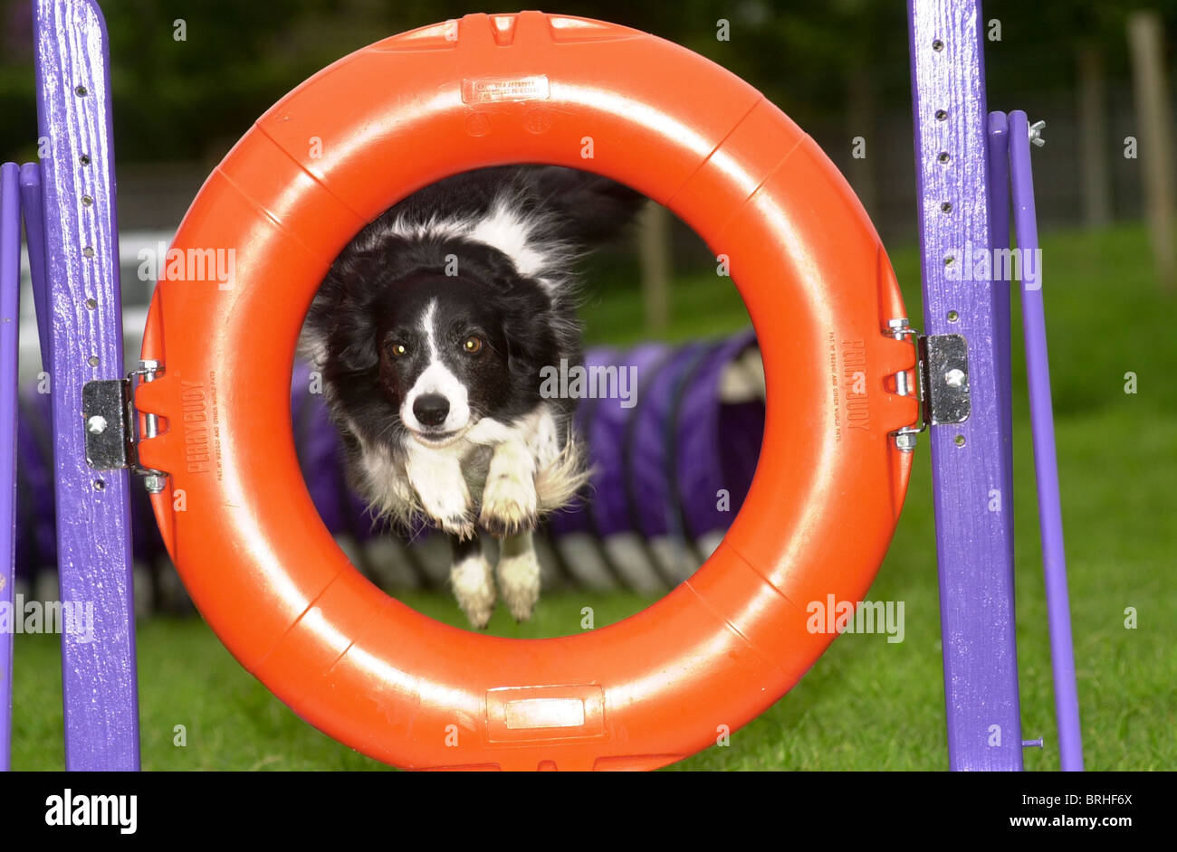 A Collie dog trains for an agility competition UK Stock Photo - Alamy