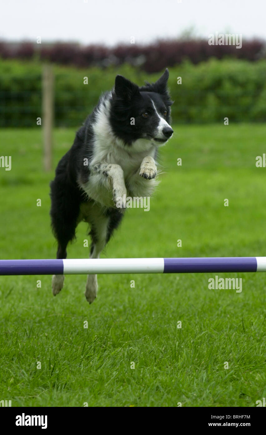 A Collie dog trains for an agility competition UK Stock Photo - Alamy