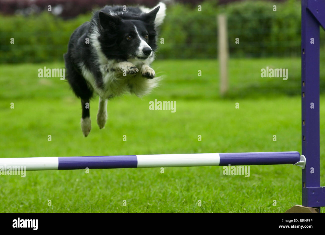 A Collie dog trains for an agility competition UK Stock Photo - Alamy