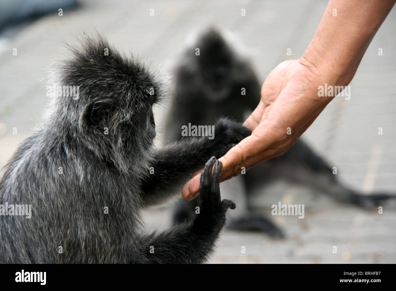 Food in monkey hand hi-res stock photography and images - Alamy