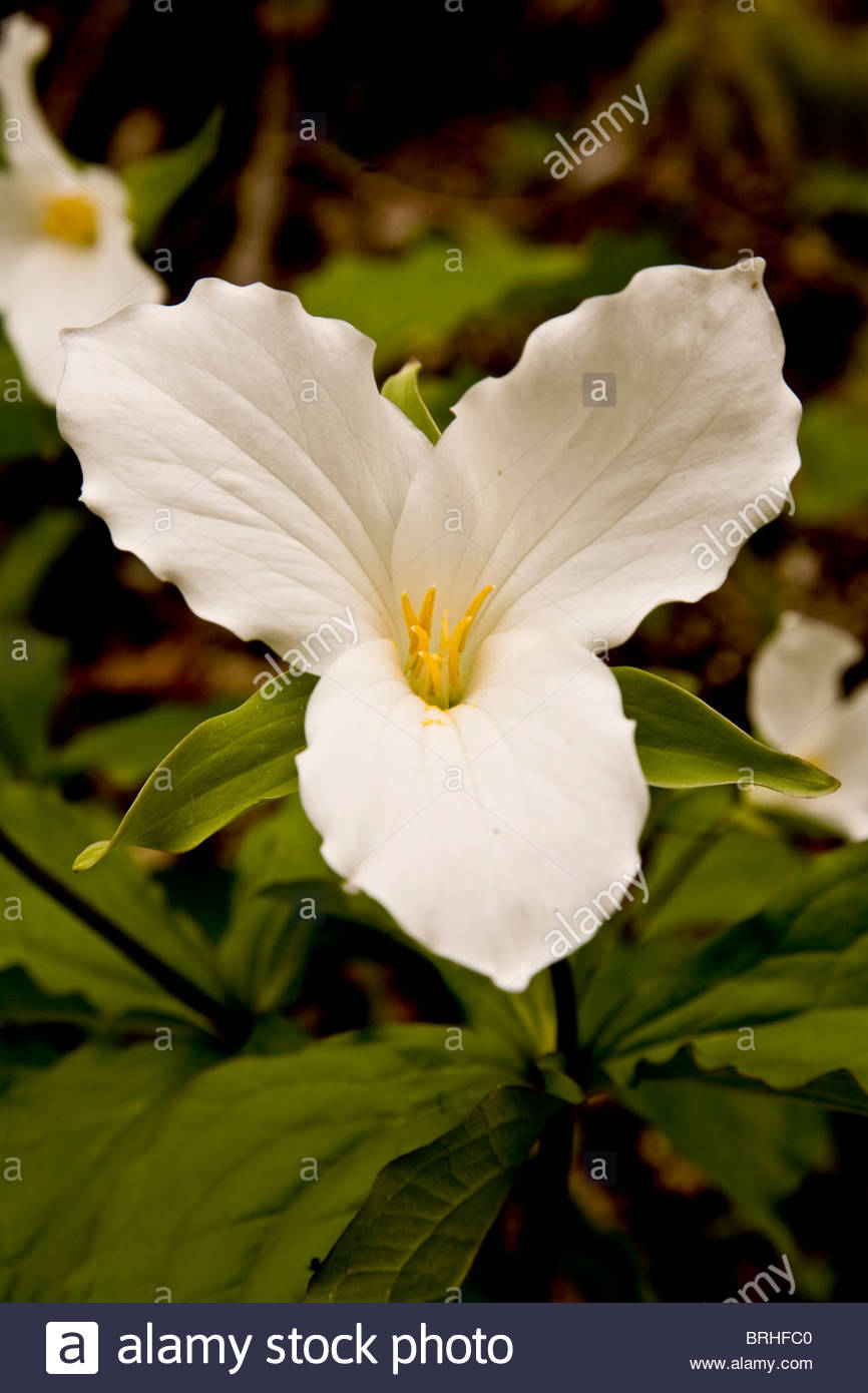 The Trillium Flower, the official flower of the province of Ontario ...