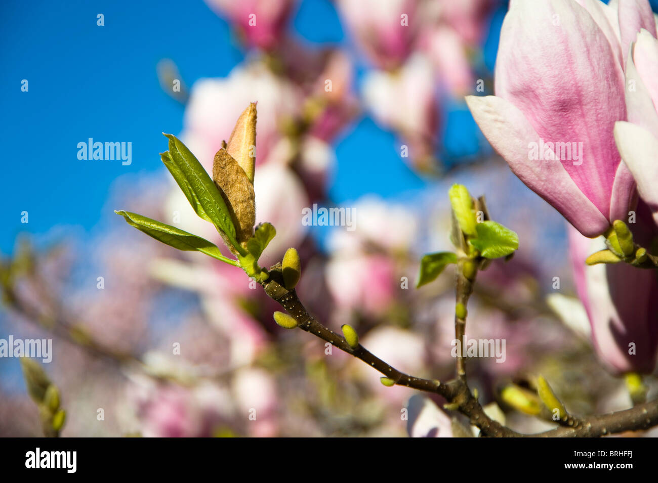 Magnolia tree without flowers hi-res stock photography and images - Alamy