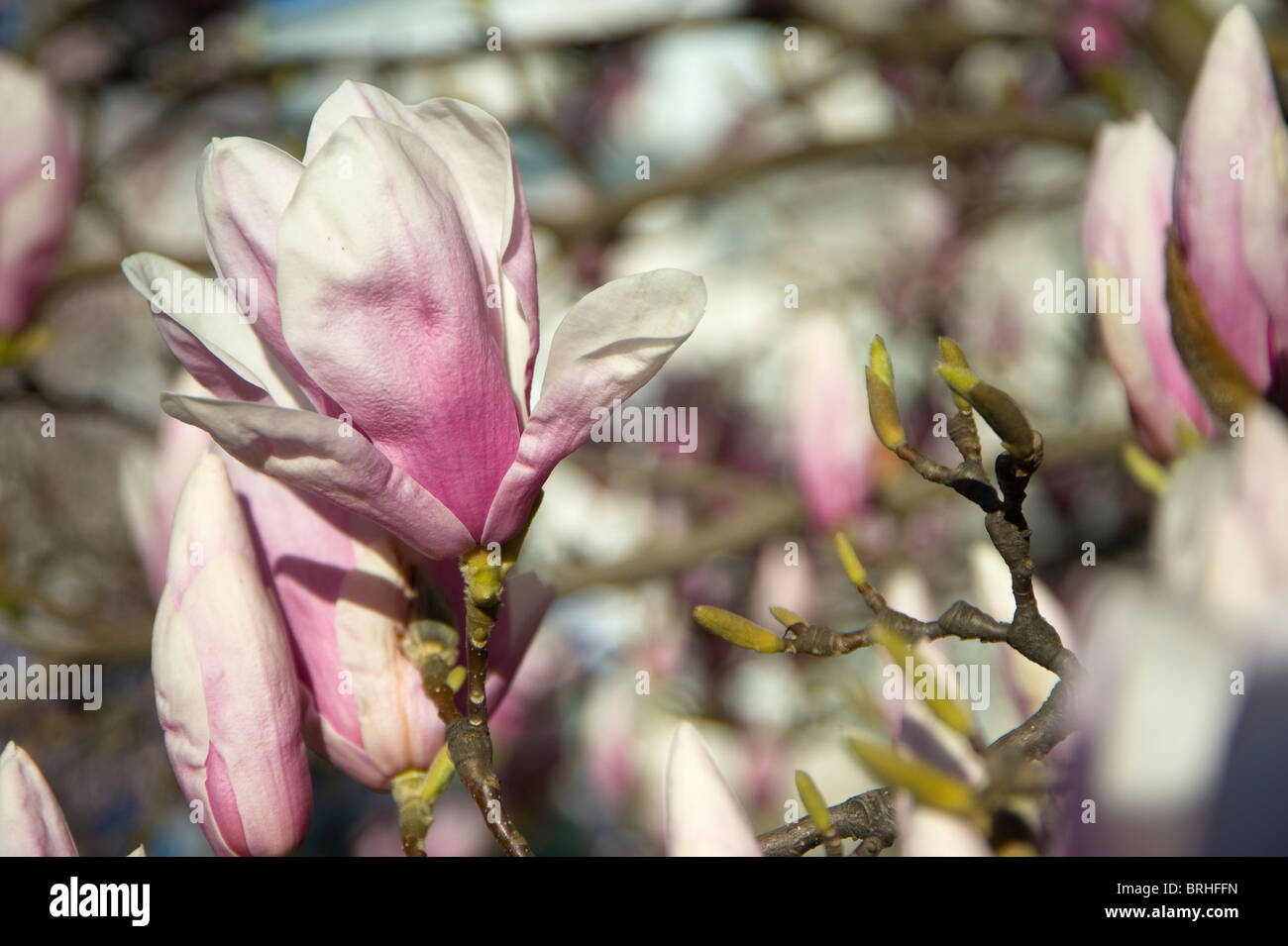 Magnolia tree without flowers hi-res stock photography and images - Alamy