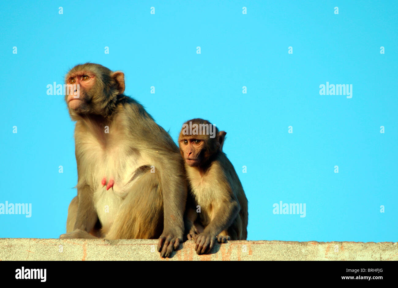 two monkeys watching Stock Photo - Alamy