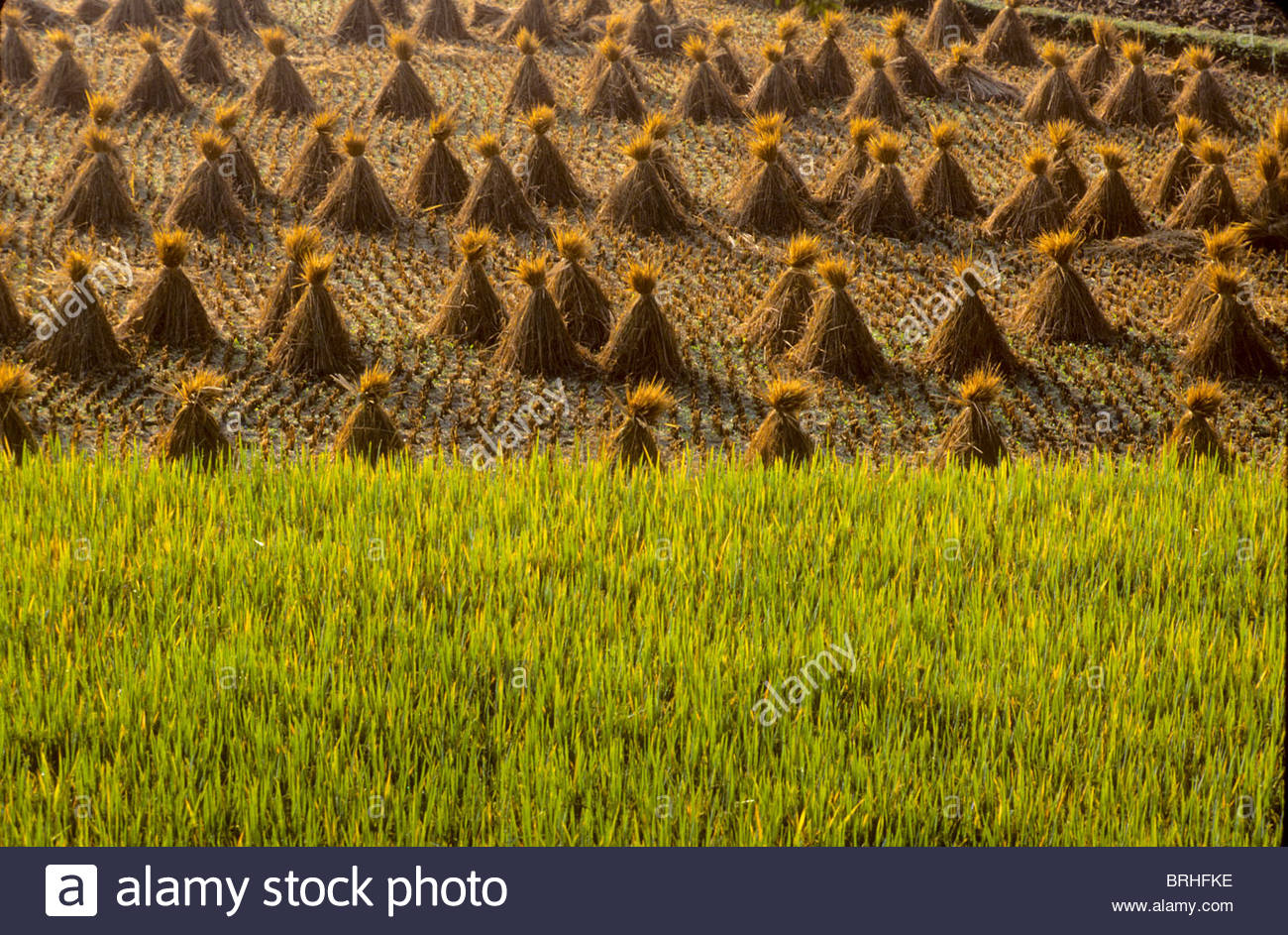 Rice stooks and rice crops in Southern China Stock Photo - Alamy