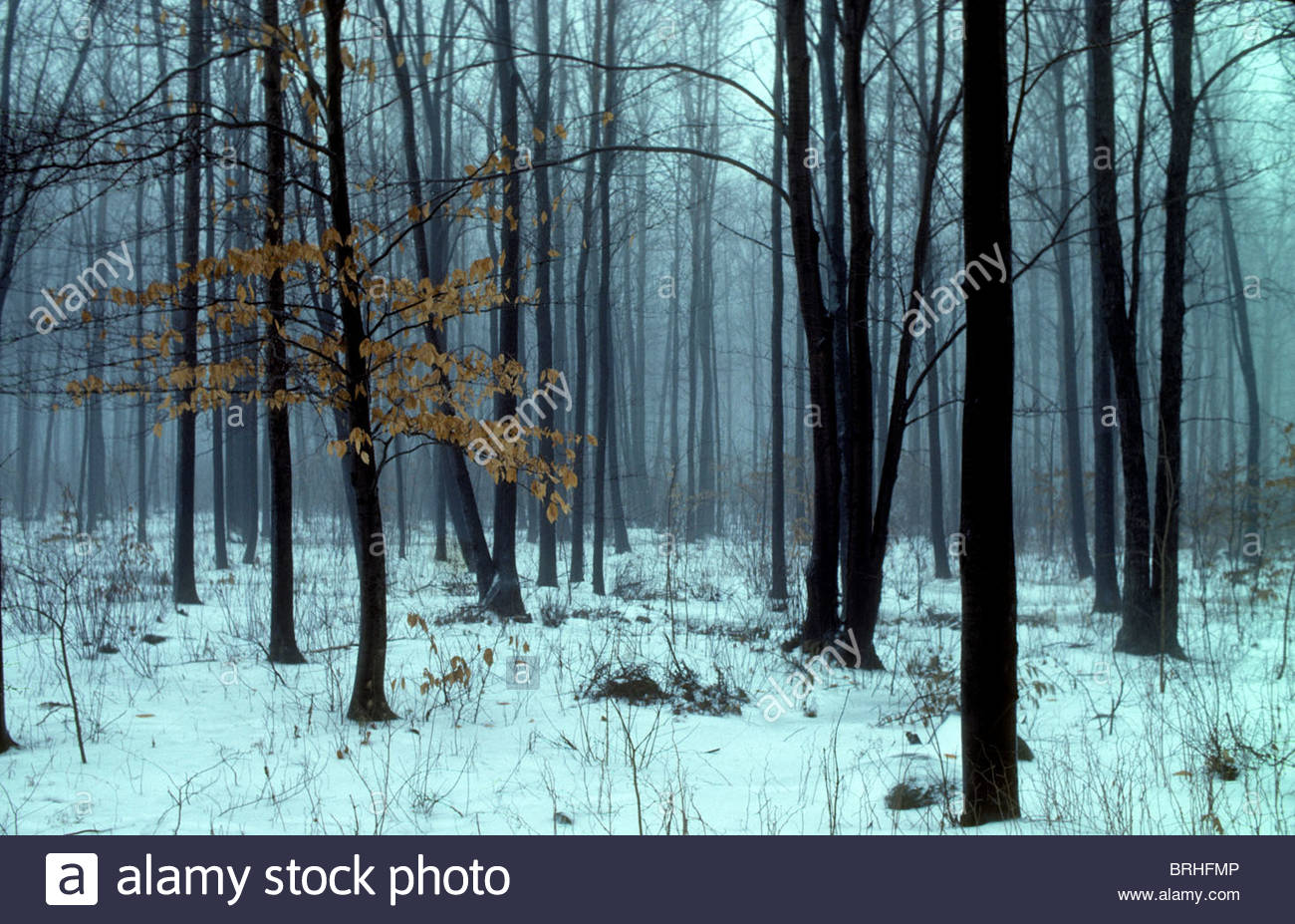 An early winter forest scene in Eastern Ontario Stock Photo - Alamy