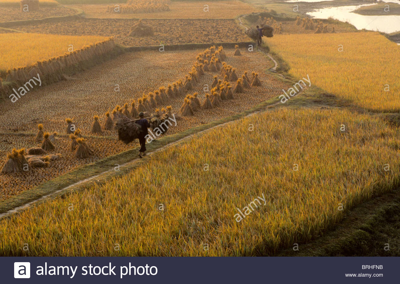 Farm workers remove harvested rice stocks for processing and drying ...