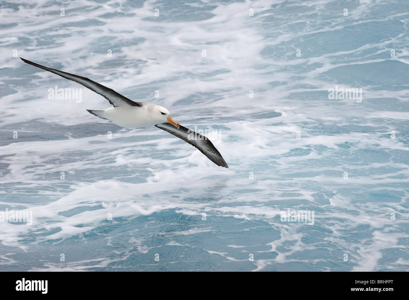 Black-browed Albatross, Drake Passage, Antarctica Stock Photo - Alamy