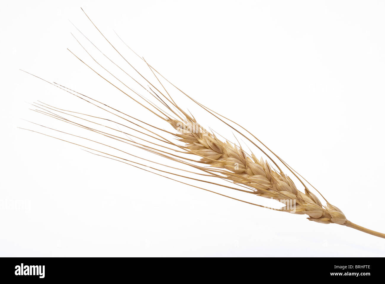 Ear of wheat macro Cut Out Stock Images & Pictures - Alamy