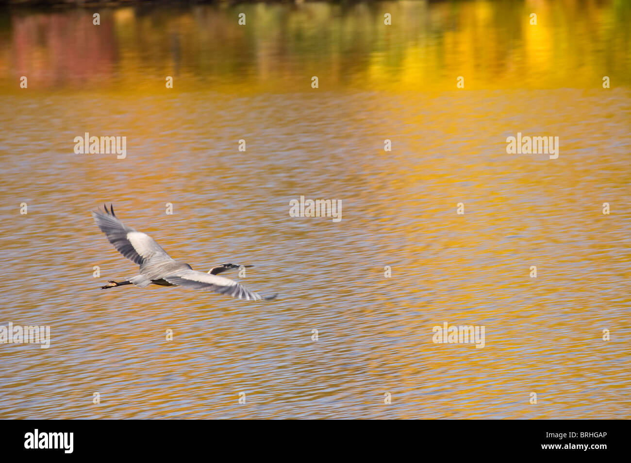 Bird flying across an Autumn scene Stock Photo - Alamy