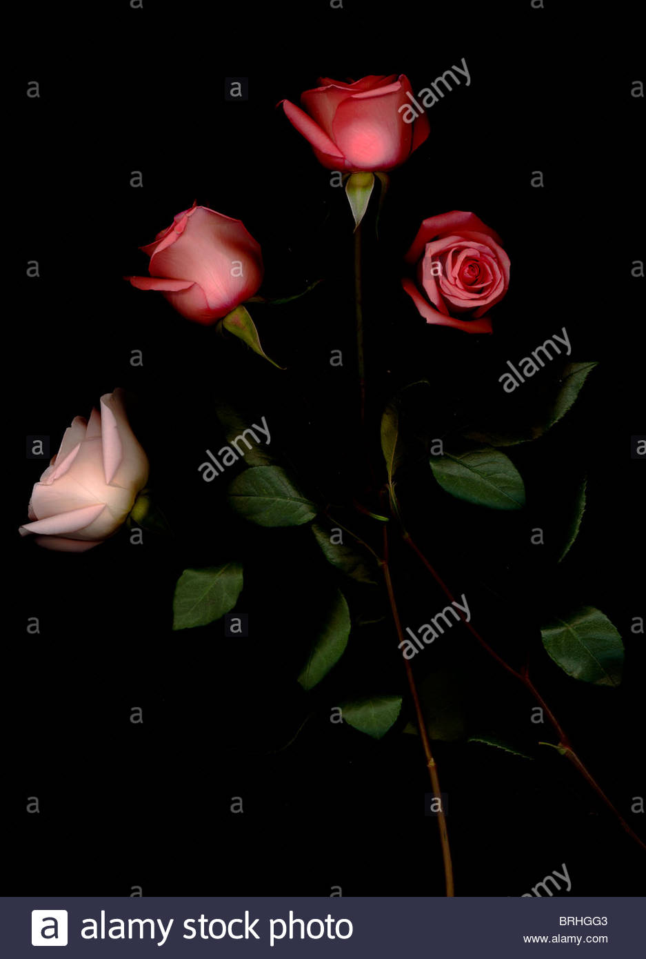 Four Red roses against a black background Stock Photo - Alamy