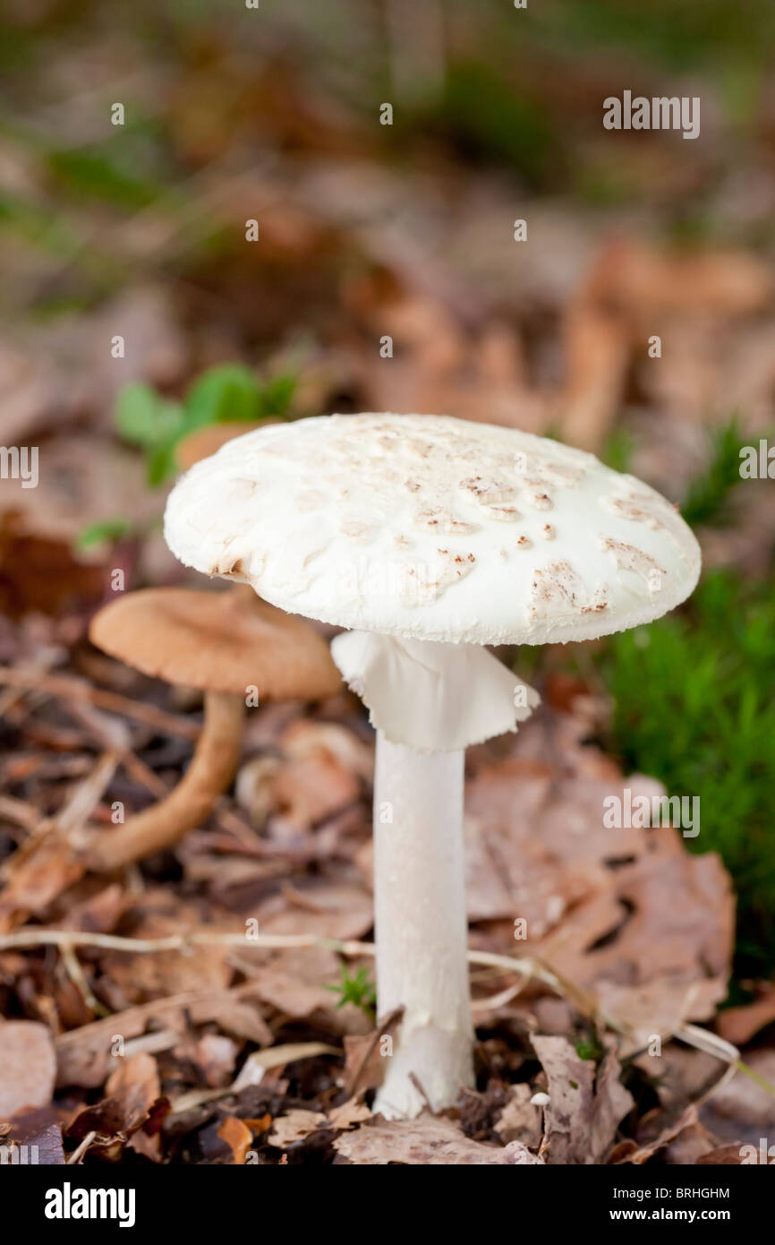 False death cap mushrooms hi-res stock photography and images - Alamy