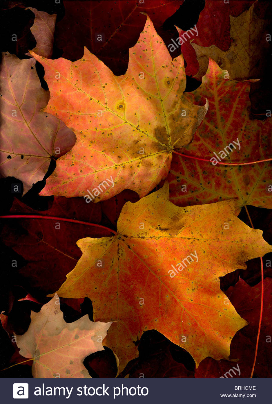 A group of Maple leaves in fall colour Stock Photo - Alamy