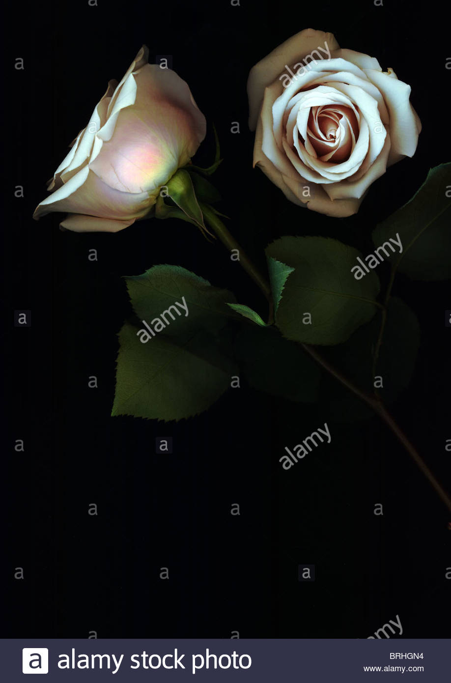 Two white roses on a black background Stock Photo - Alamy