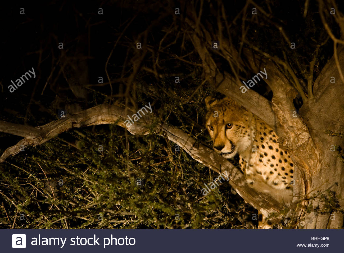 A cheetah looks into a spotlight from behind a tree Stock Photo - Alamy