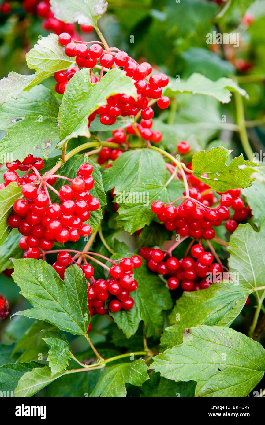 Viburnum opulus berries. Guelder Rose Stock Photo - Alamy