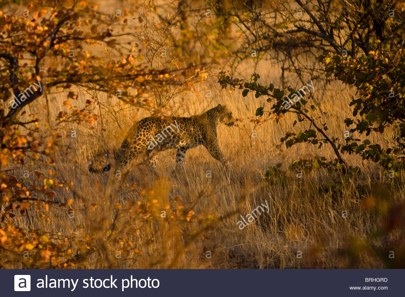 A leopard walks through tall grass at sunrise Stock Photo - Alamy