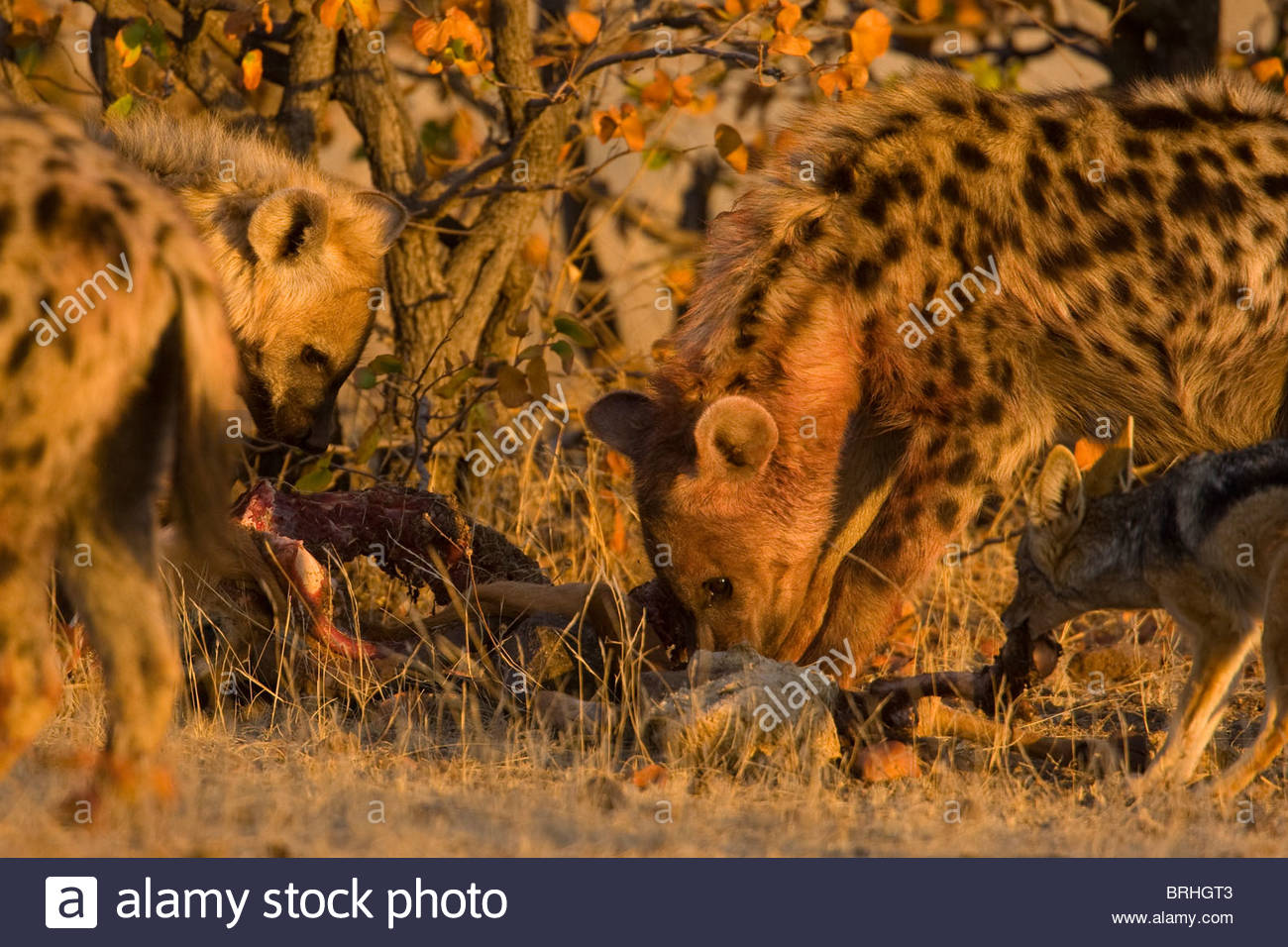 Spotted hyenas eating carcass hi-res stock photography and images - Alamy