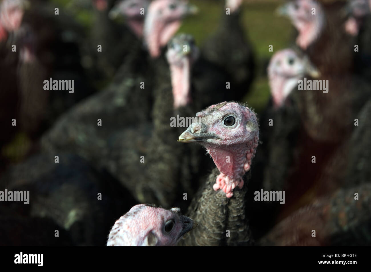 Kelly 1 hi-res stock photography and images - Alamy