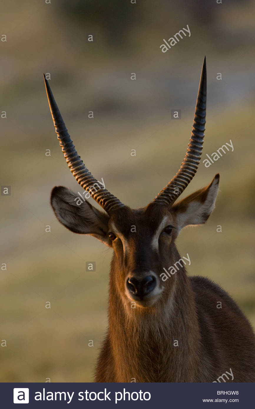 Head and shoulders portrait of a waterbuck Stock Photo - Alamy