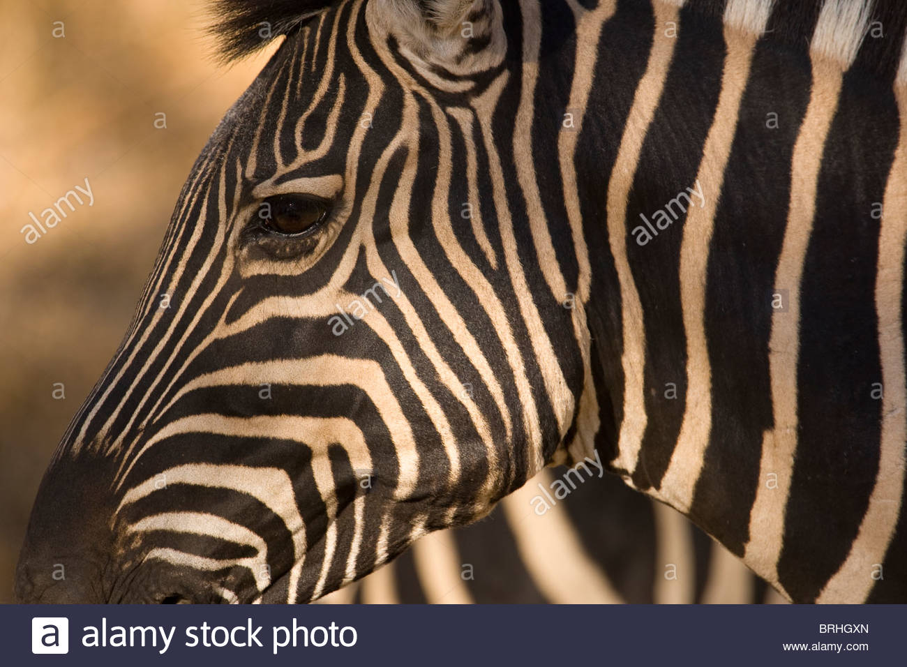 Close up profile of a zebra Stock Photo - Alamy
