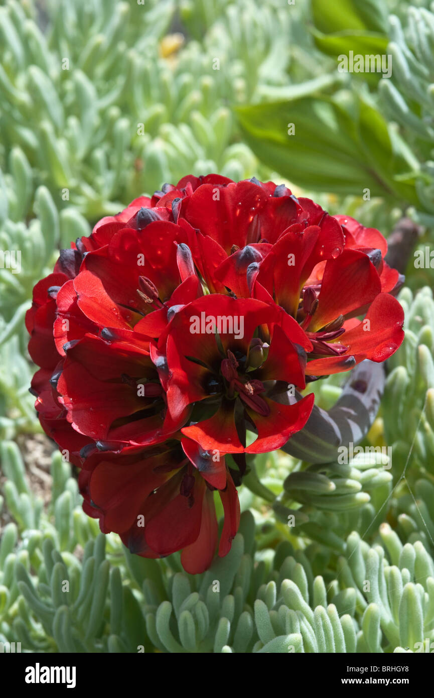 Garra de Leon or Lions Claw (Leontochir ovallei) flower valley near ...